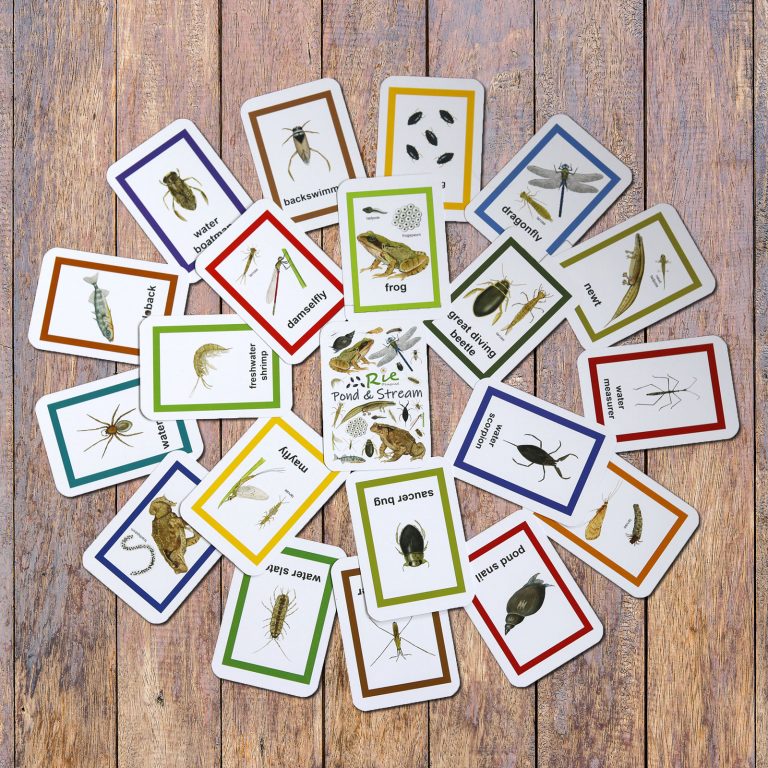 Pond & Stream Flash Cards, Pond Dipping Identification cards