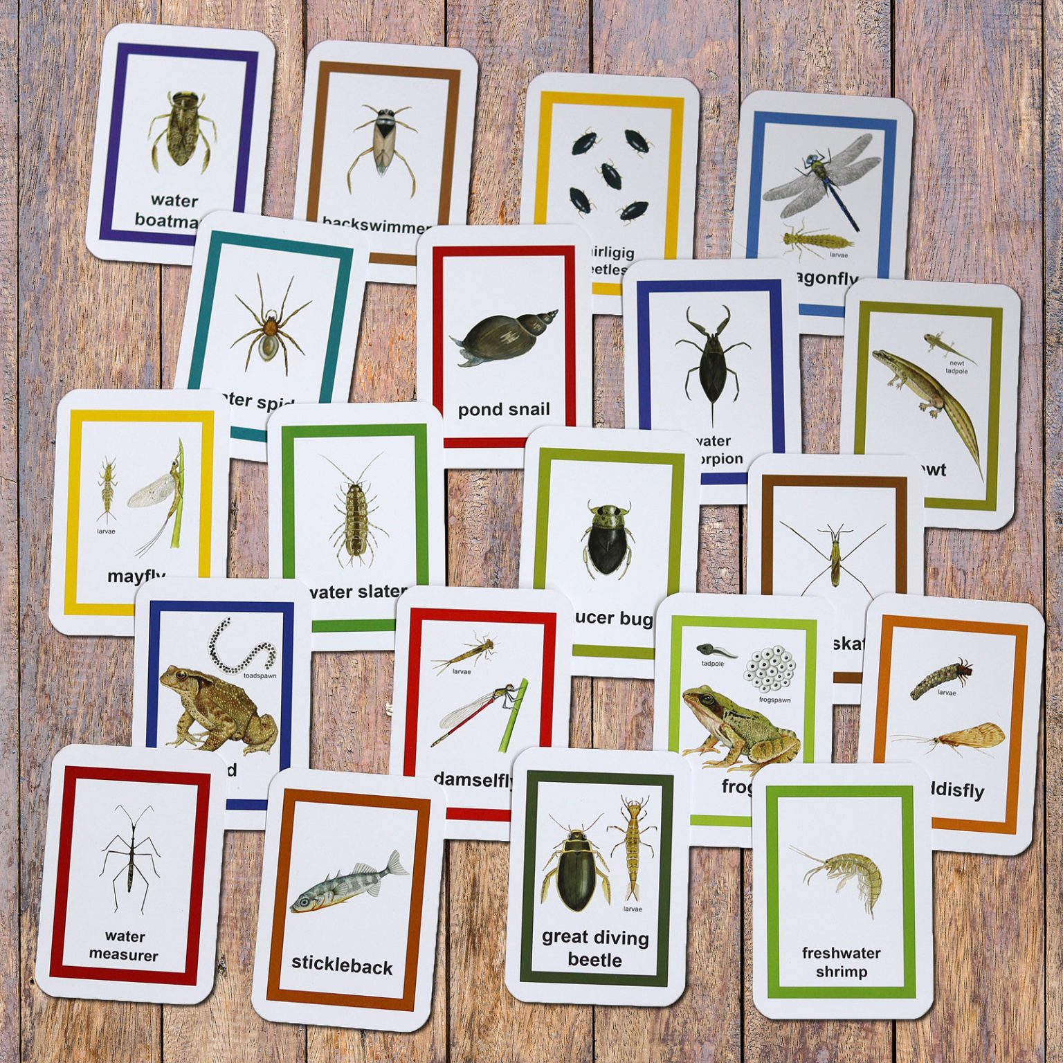 Pond & Stream Flash Cards, Pond Dipping Identification cards
