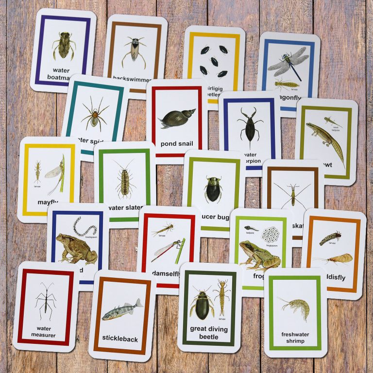 Pond & Stream Flash Cards, Pond Dipping Identification cards