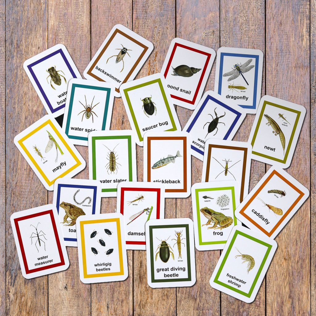 Pond & Stream Flash Cards, Pond Dipping Identification cards