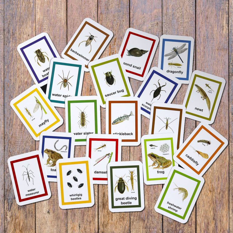 Pond & Stream Flash Cards, Pond Dipping Identification cards