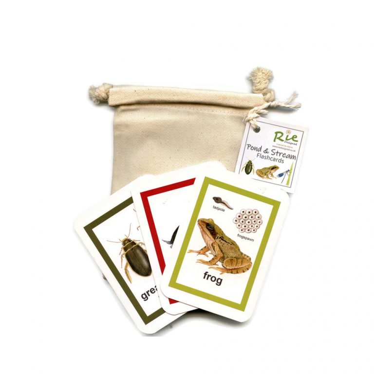 Pond & Stream Flash Cards, Pond Dipping Identification cards – Rie Designed