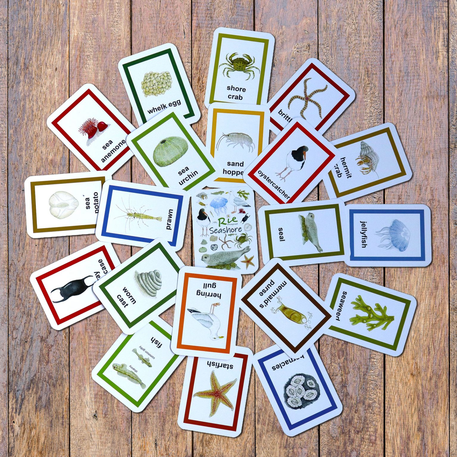 Seashore Flash Cards, Rockpooling Identification cards – Rie Designed