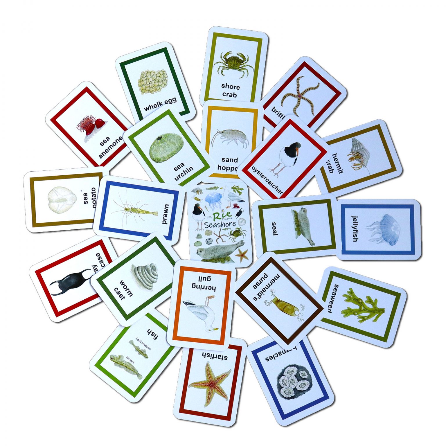 Seashore Flash Cards Beachcombing Identification cards