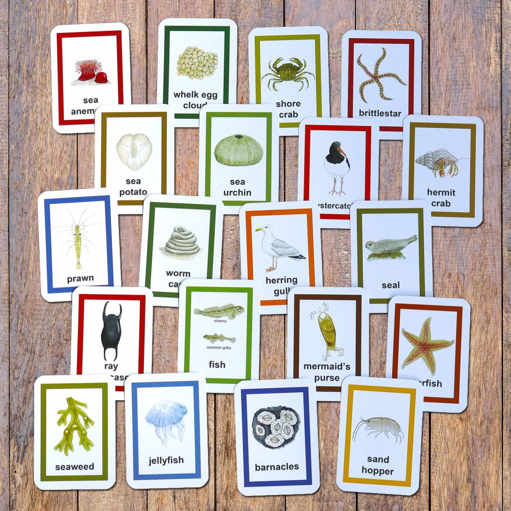 Seashore Flash Cards Beachcombing Identification cards