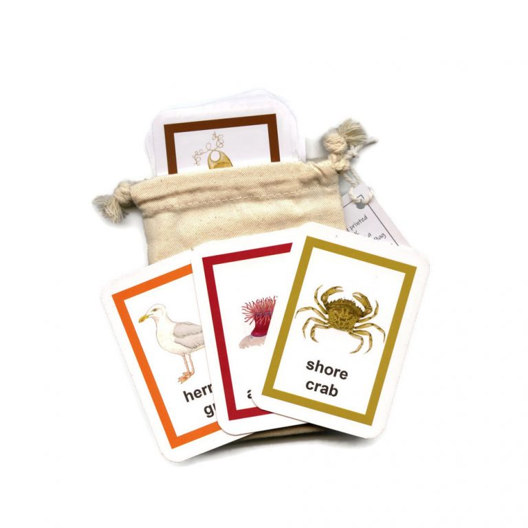 Seashore Flash Cards Beachcombing Identification cards