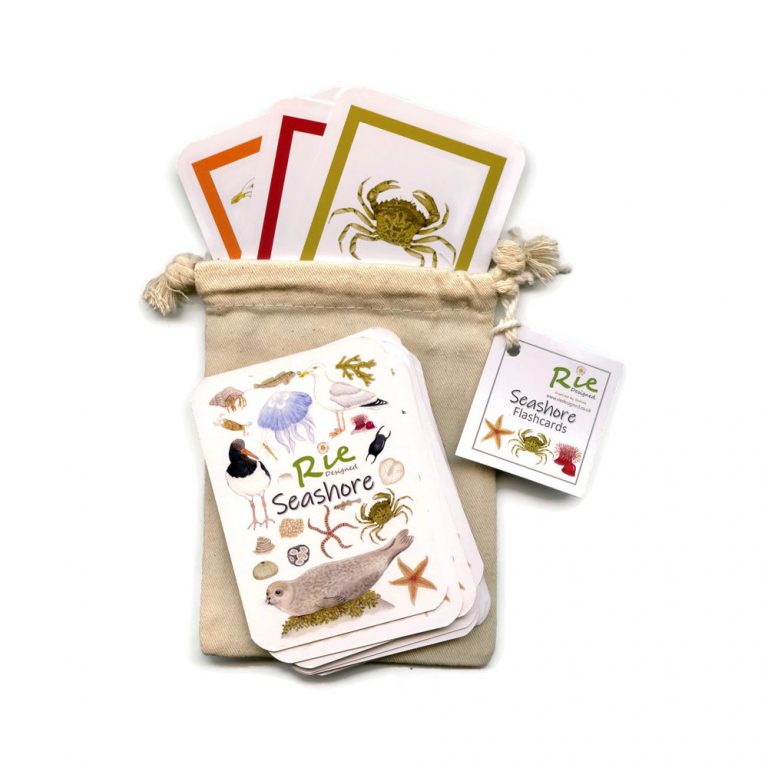 Seashore Flash Cards Beachcombing Identification cards