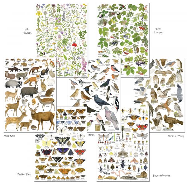 British Nature Identification A3 Posters, Art Prints, Charts