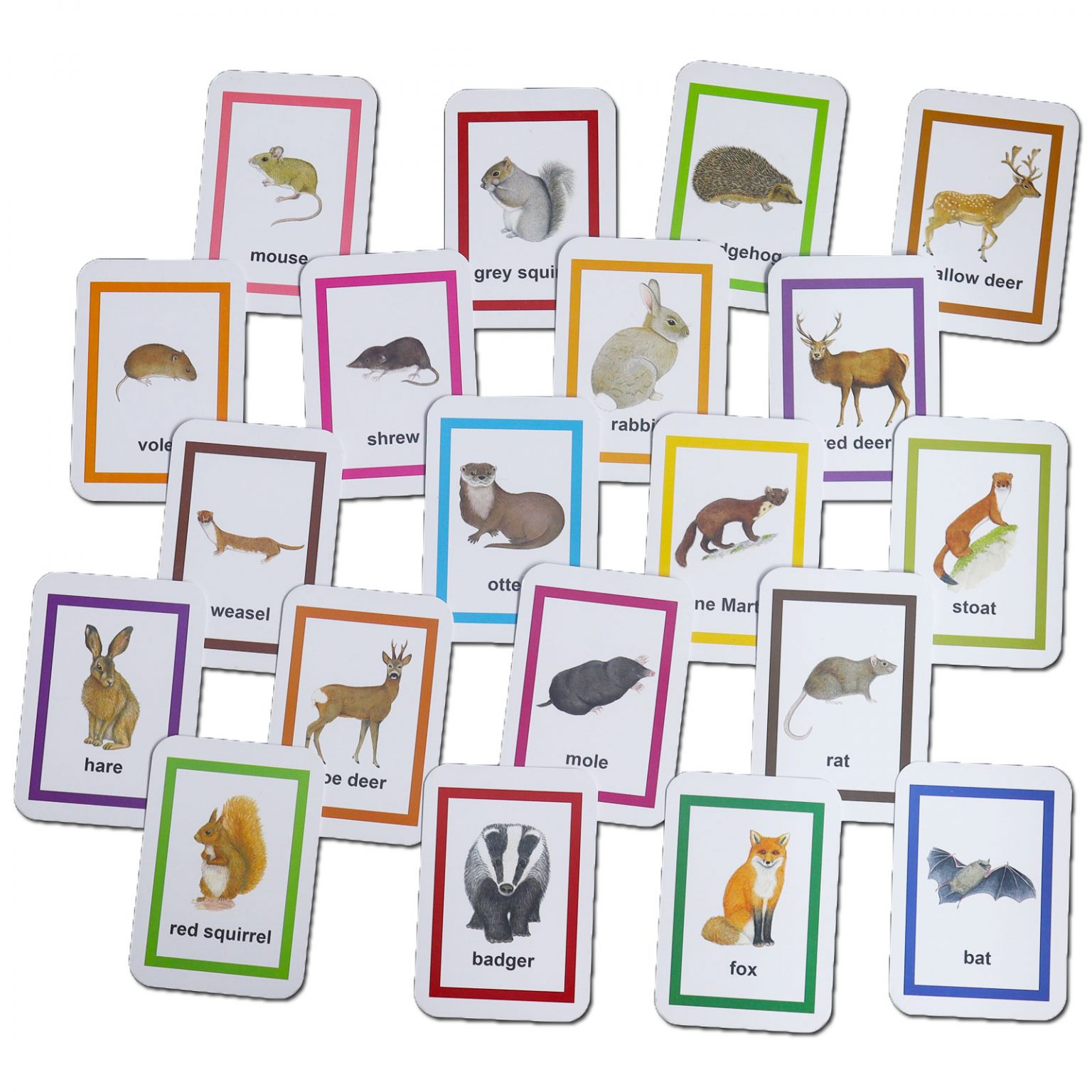 Pack of 20 British wild Animals Flash Cards, Identification cards
