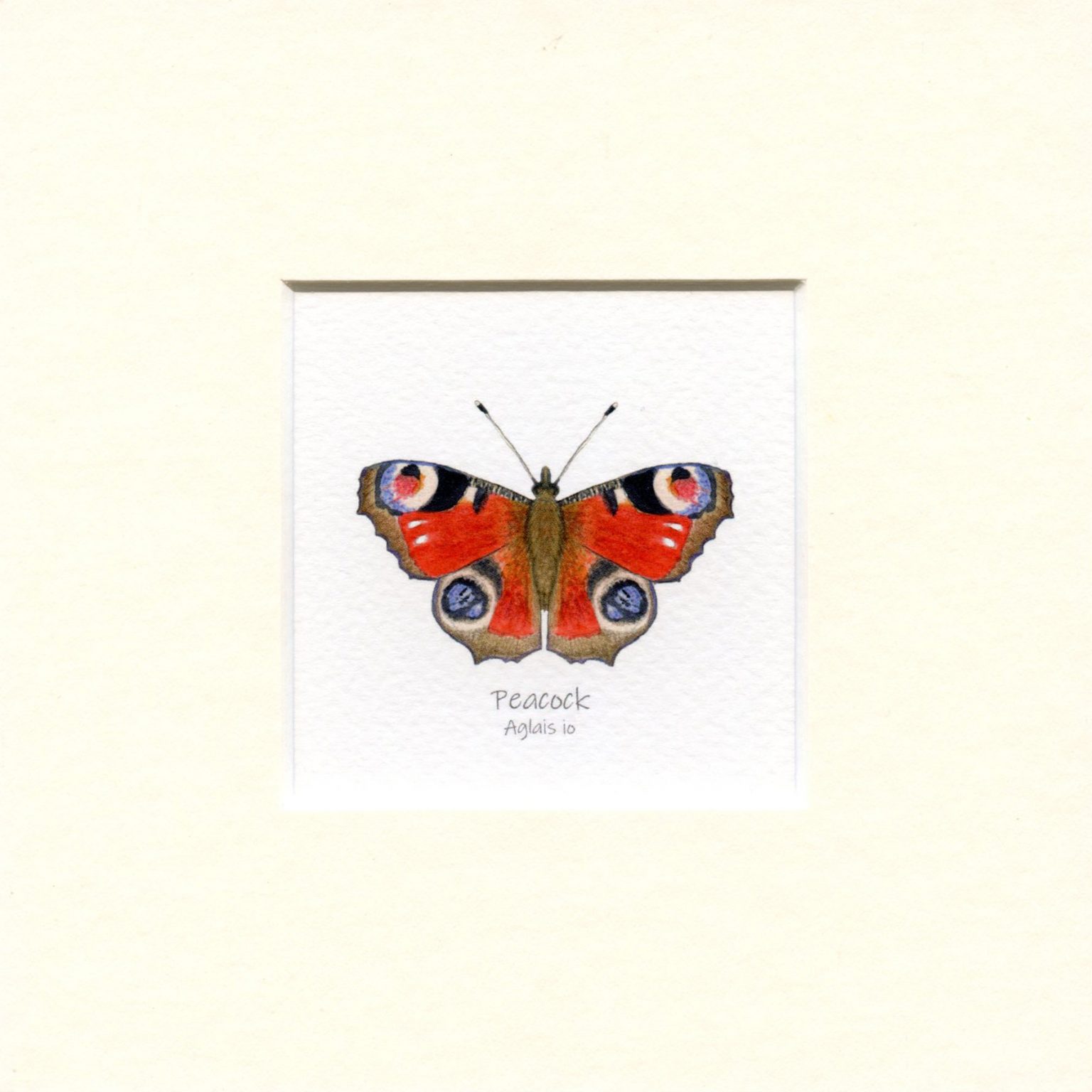 British Butterflies Identification A3 Poster, Art Print, Chart