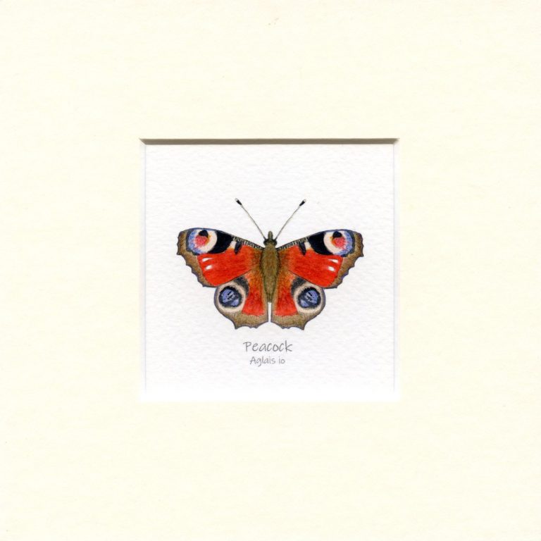 British Butterflies Identification A3 Poster, Art Print, Chart