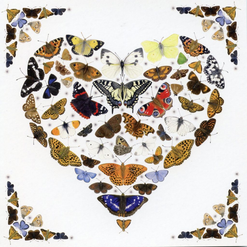 British Butterflies Identification A3 Poster, Art Print, Chart