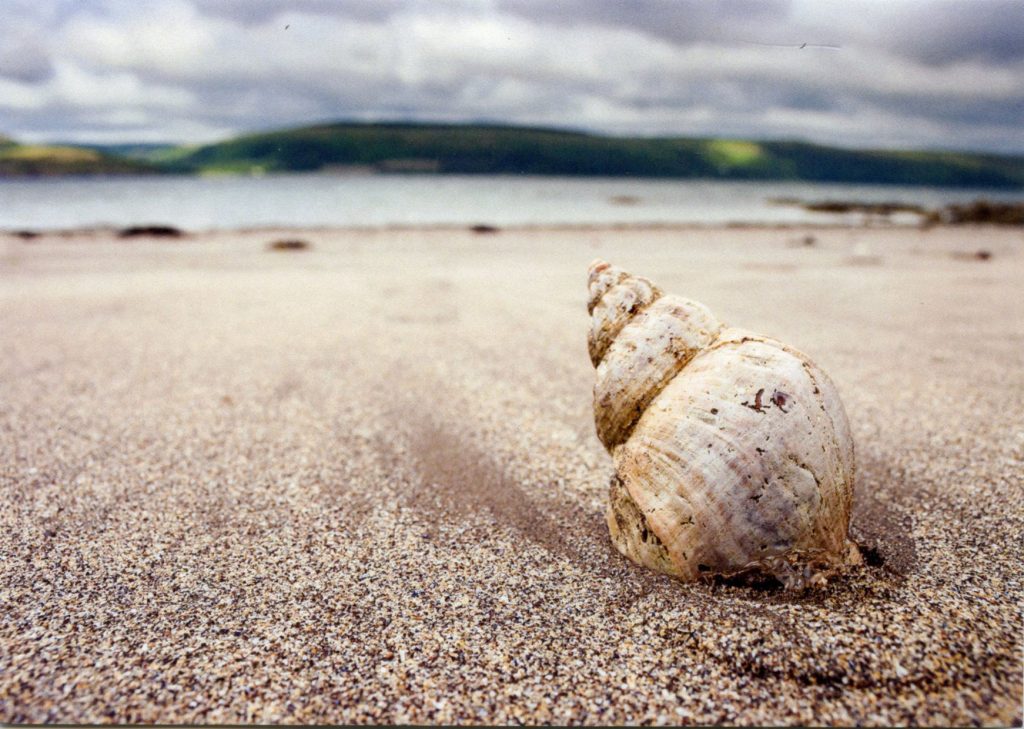 Shell, Lady Bay Dumfries & Galloway, Photographic Greetings Card