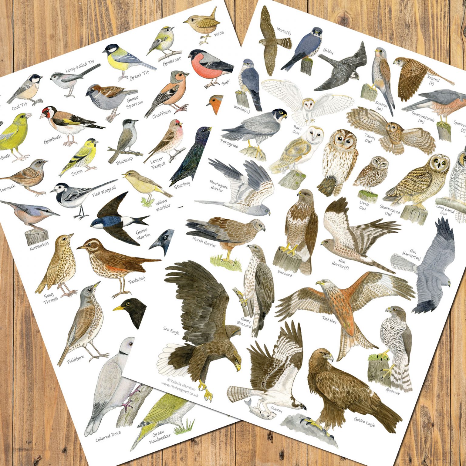 British Garden Birds Identification A3 Card Poster, Art Print