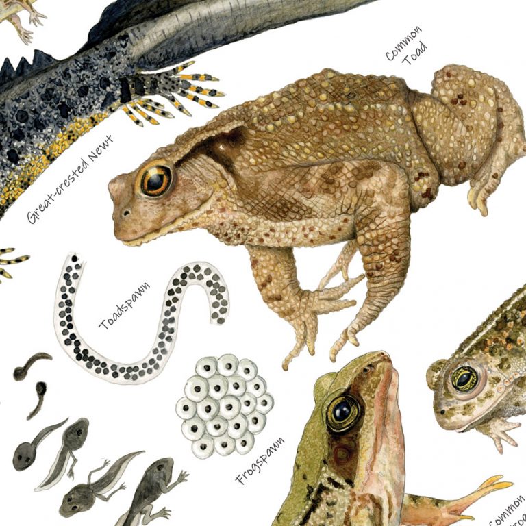 British Amphibians, Identification A5 Card Postcard, Art Print