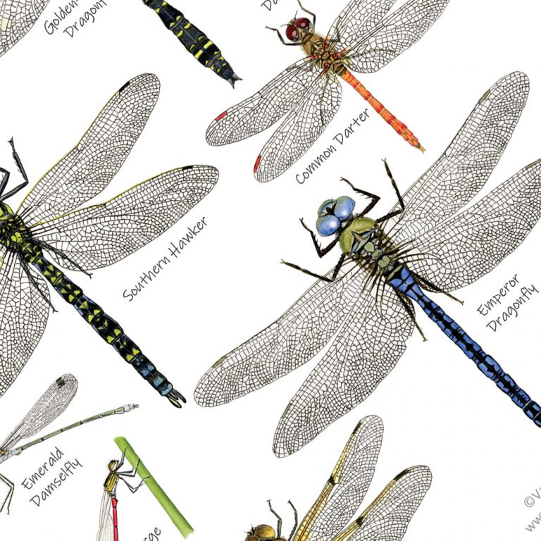 British Dragonflies and Damselflies Identification A5 Card Postcard Art ...