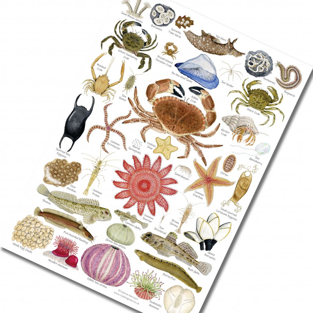 BritishSeashore Identification A3 Poster, Art Print, Chart