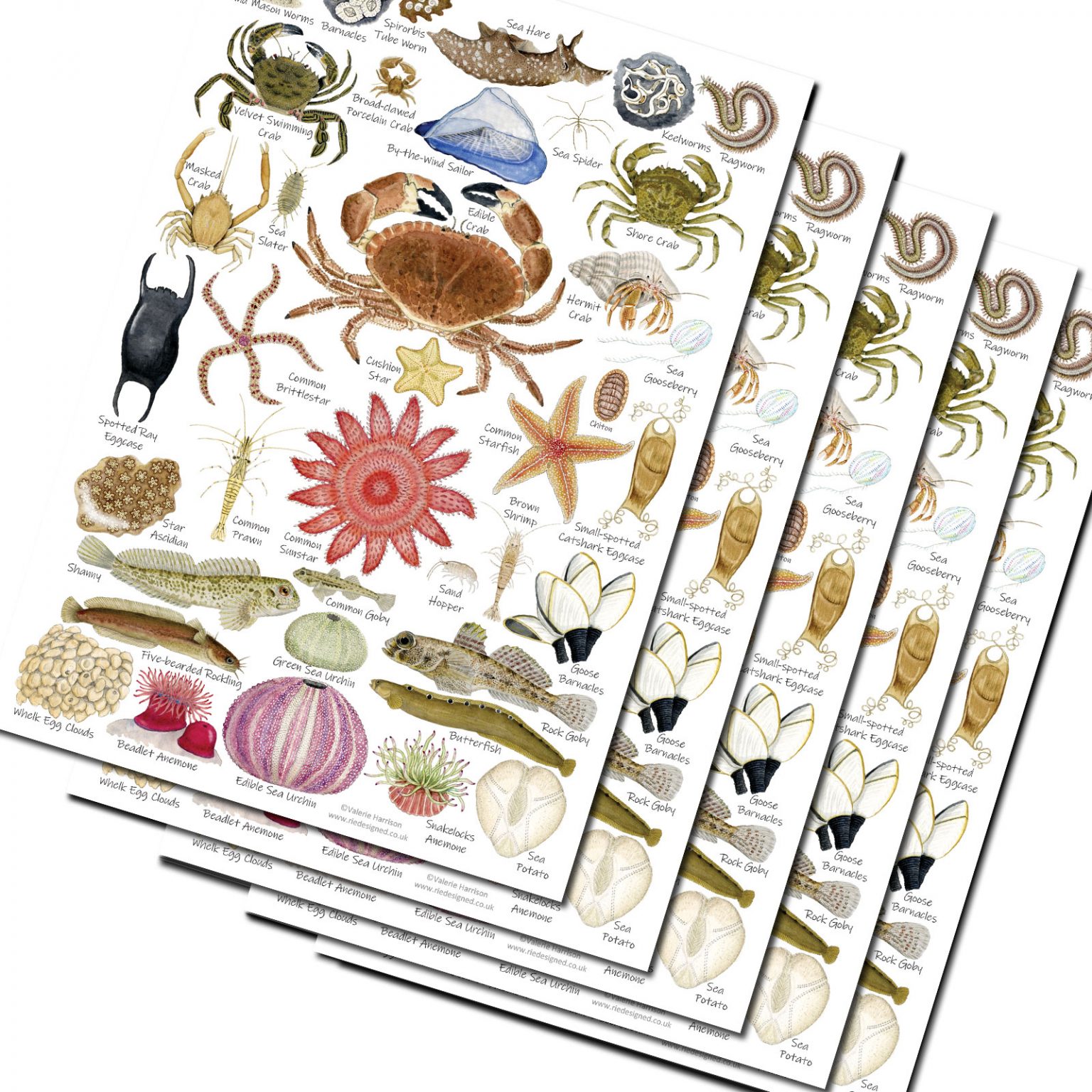 British Seashore, Identification A5 Card Postcard, Art Print