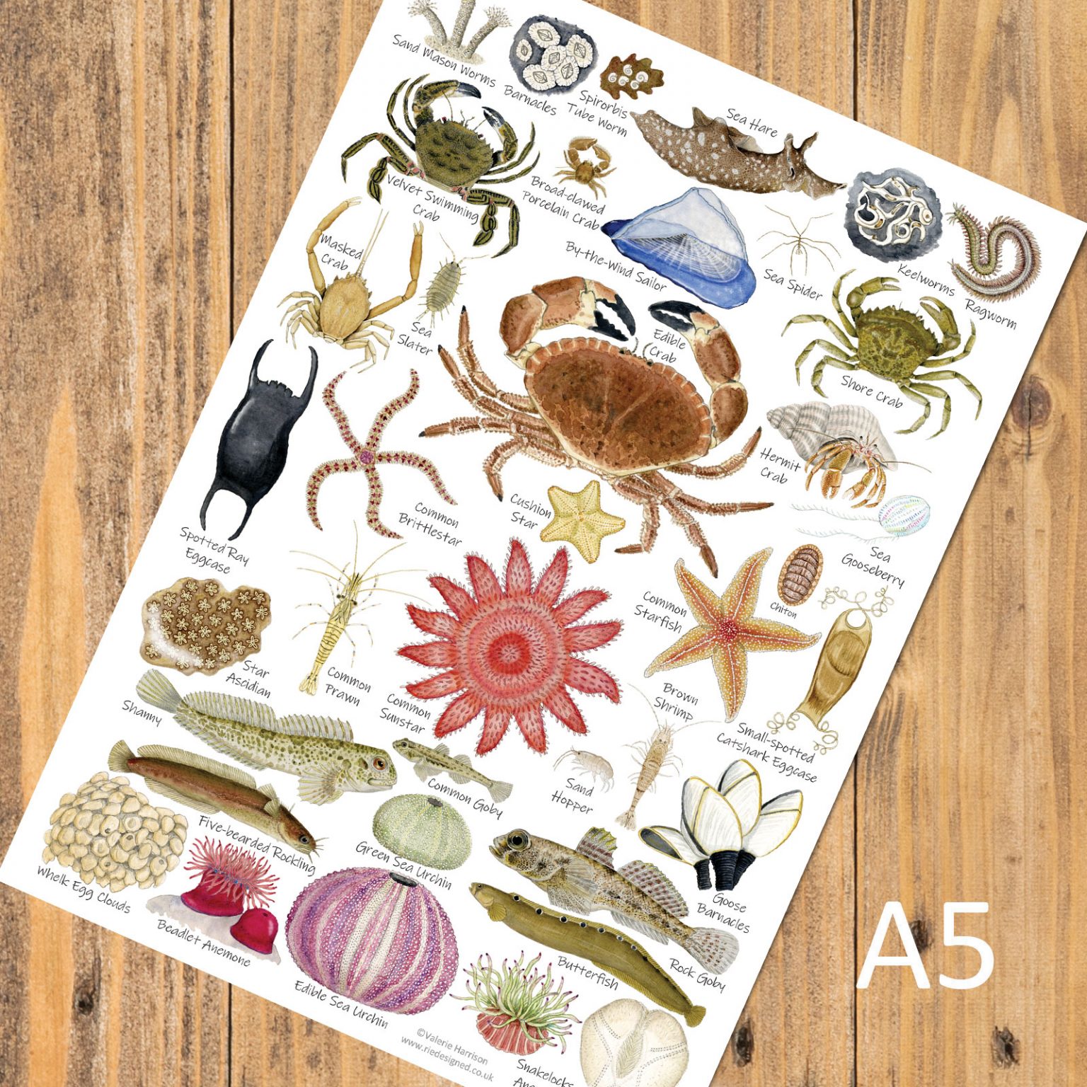British Wildlife, Identification A5 Card Postcards, Art Prints