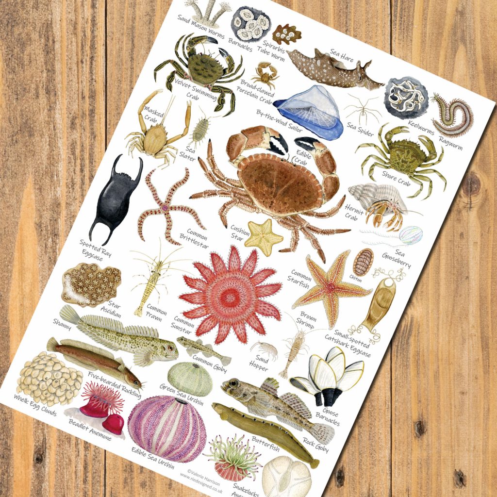 British Seashore, Identification A5 Card Postcard, Art Print