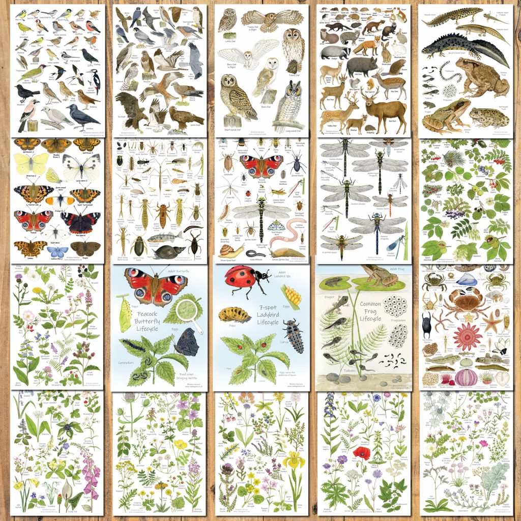 British Seashore, Identification A5 Card Postcard, Art Print