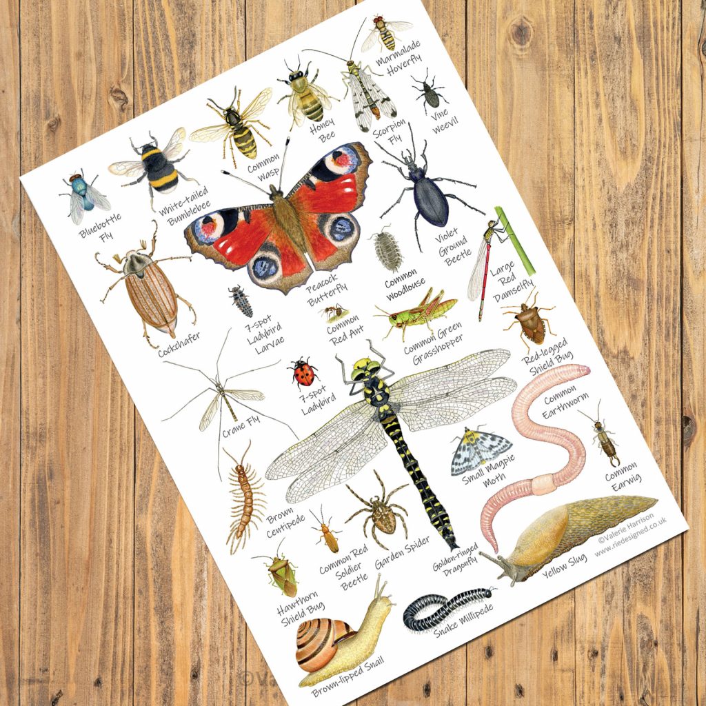 British Minibeasts, Invertebrates Identification A5 Card Postcard