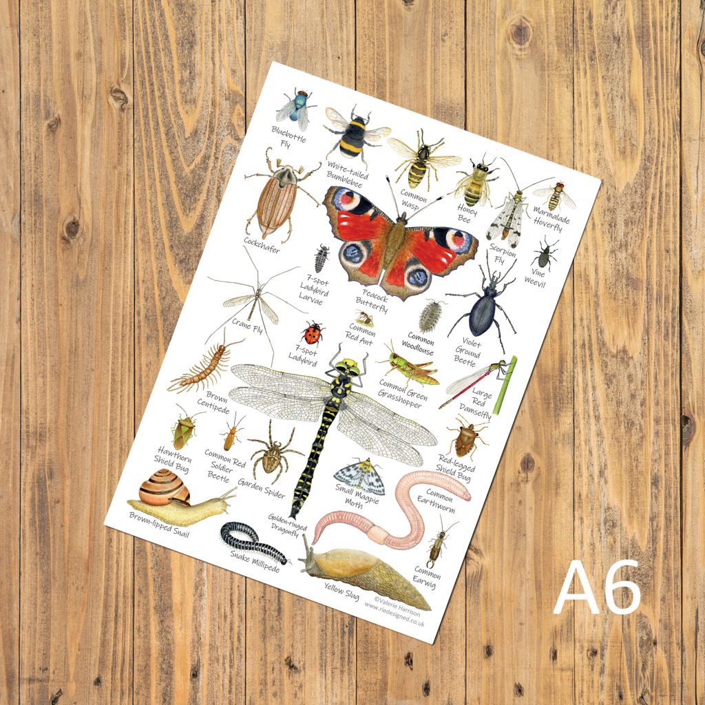 British Minibeasts, Invertebrates Identification A5 Card Postcard