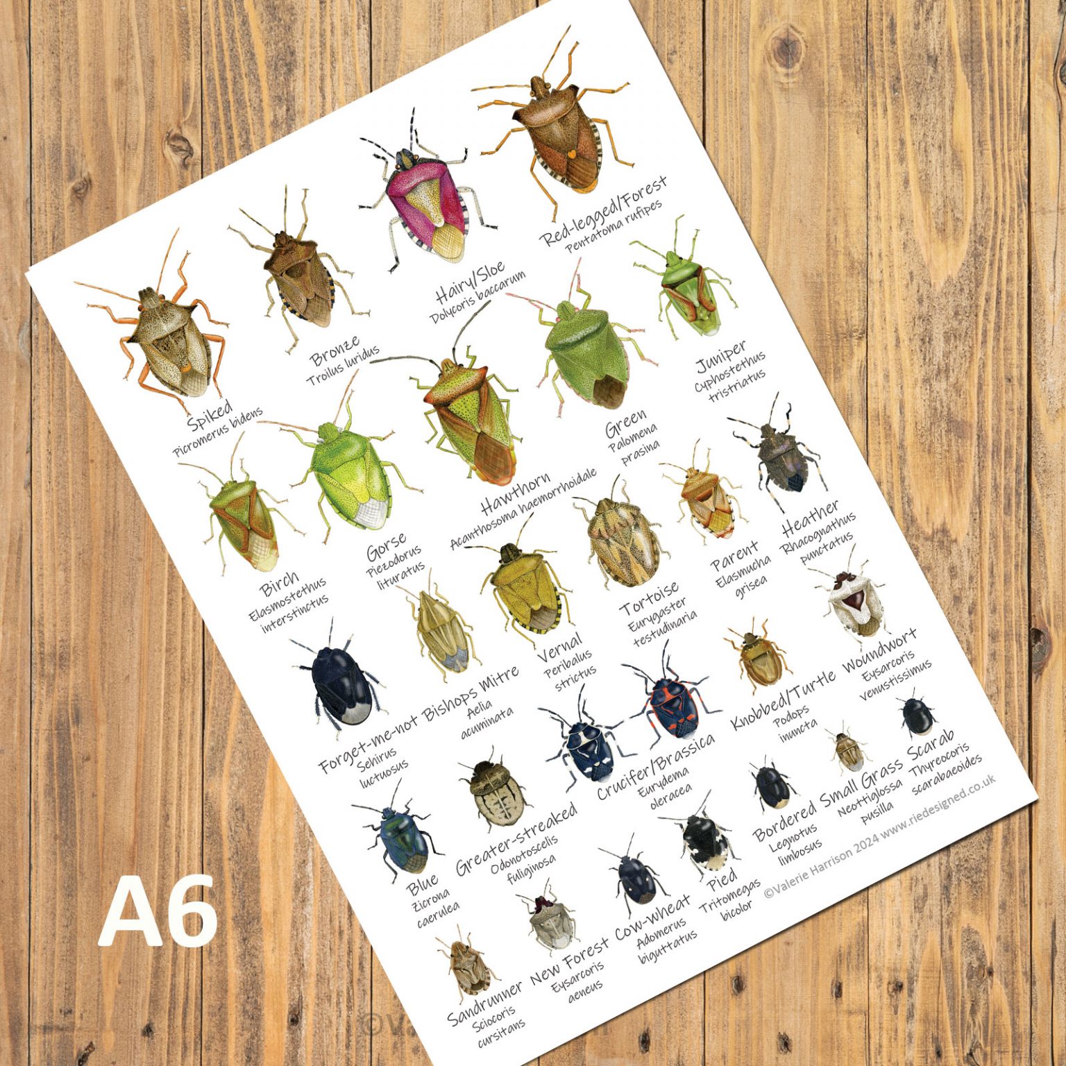 British Bumblebees, Shieldbugs and Ladybirds A6 Card Postcards Art ...